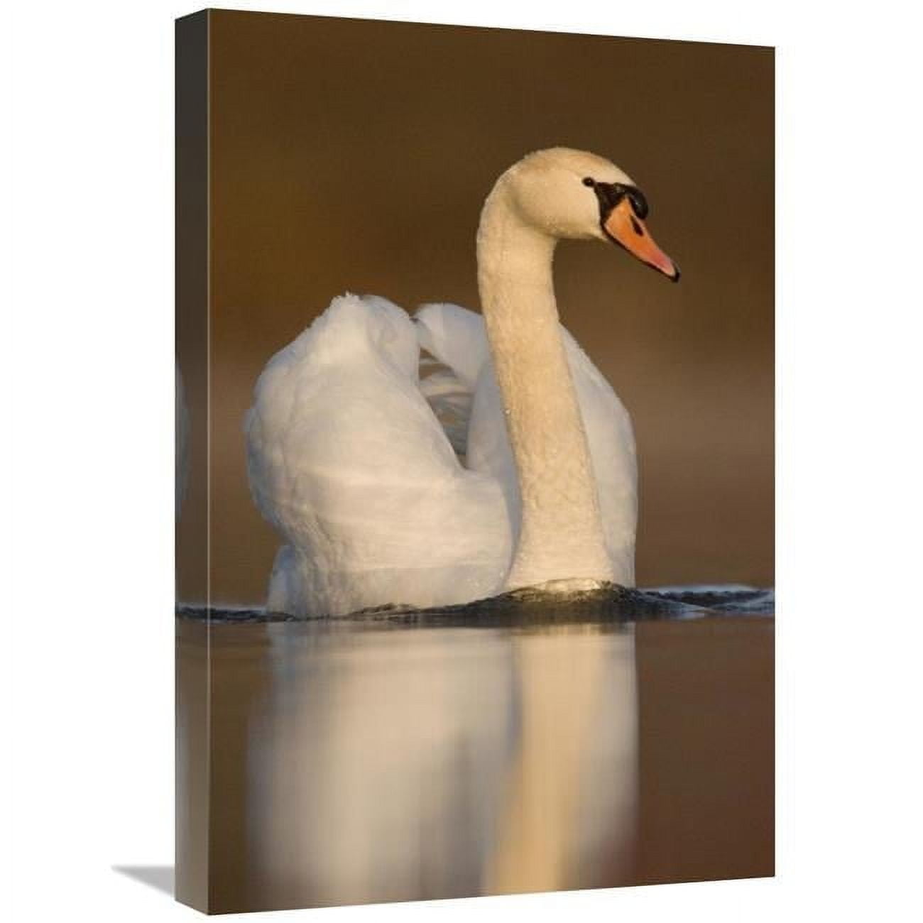 16 x 24 in. Mute Swan Swimming, Kensington Metropark, Milford, Michigan ...