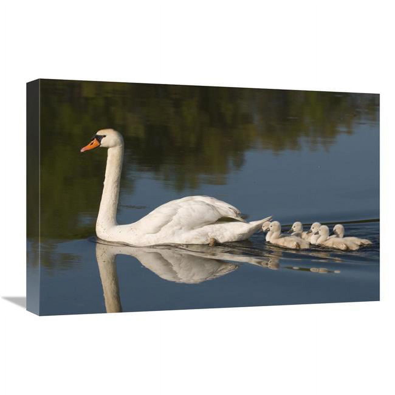 16 x 24 in. Mute Swan with Cygnets, Kensington Metropark, Milford ...