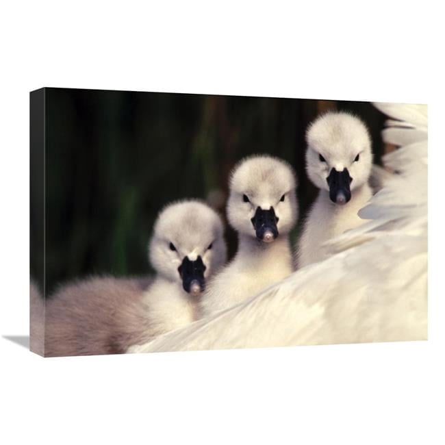 16 x 24 in. Mute Swans Three Cygnets on Parents Back, Europe Art Print ...