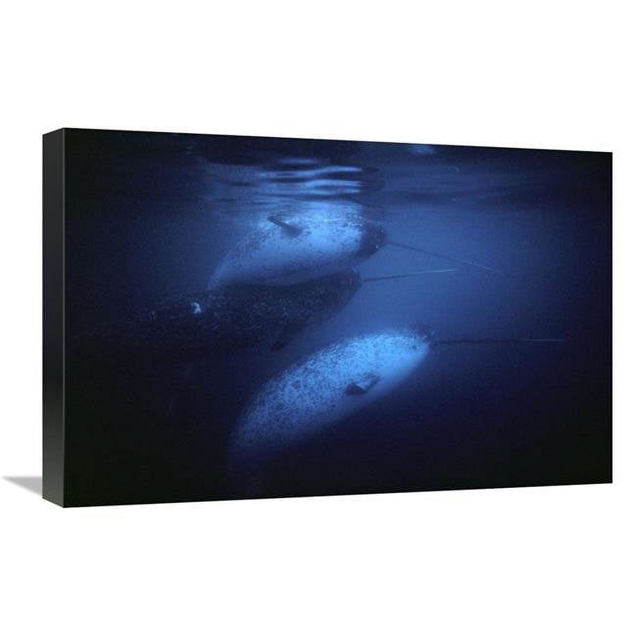16 x 24 in. Narwhal Males Underwater, Baffin Island, Nunavut, Canada ...