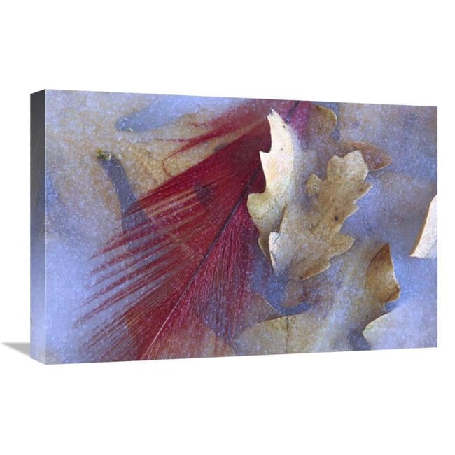 16 x 24 in. Northern Cardinal Feather & Oak Leaves Frozen in Ice ...