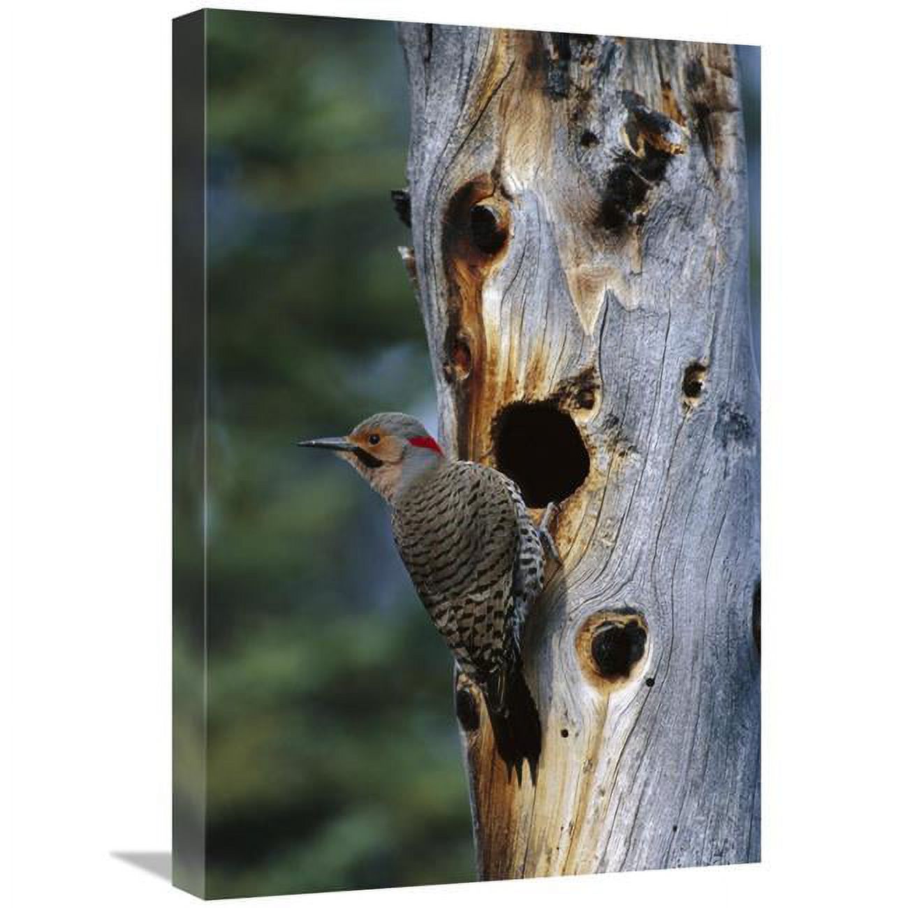 16 x 24 in. Northern Flicker Woodpecker Near Nest Cavity, Slana, Alaska ...