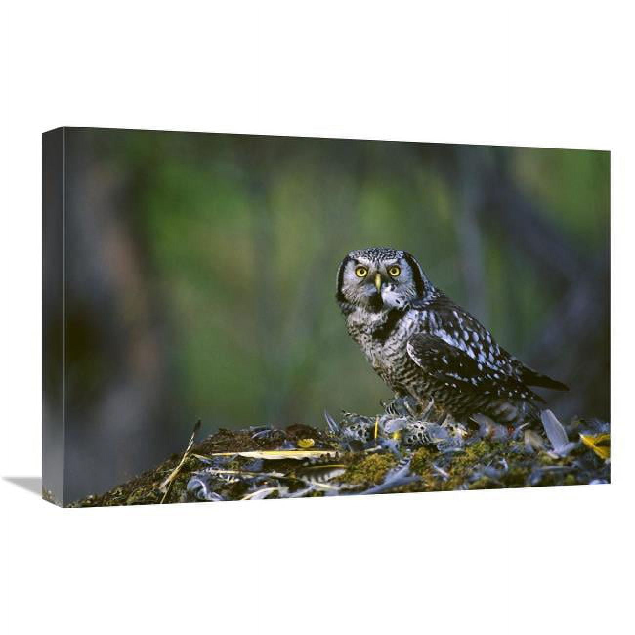 16 x 24 in. Northern Hawk Owl Feeding on Prey, Slana, Alaska Art Print ...