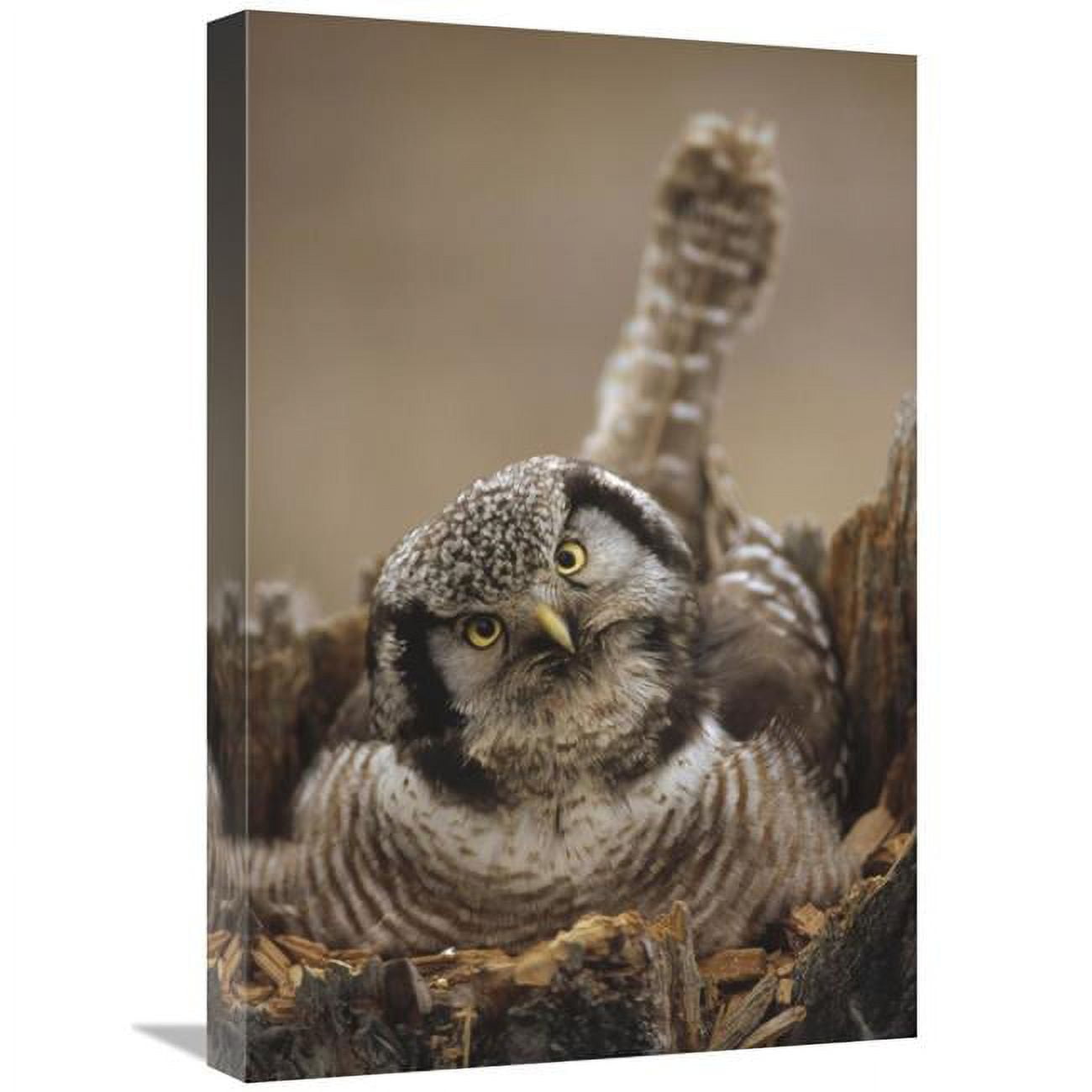 16 x 24 in. Northern Hawk Owl Incubating Eggs on Nest Built in Top of ...