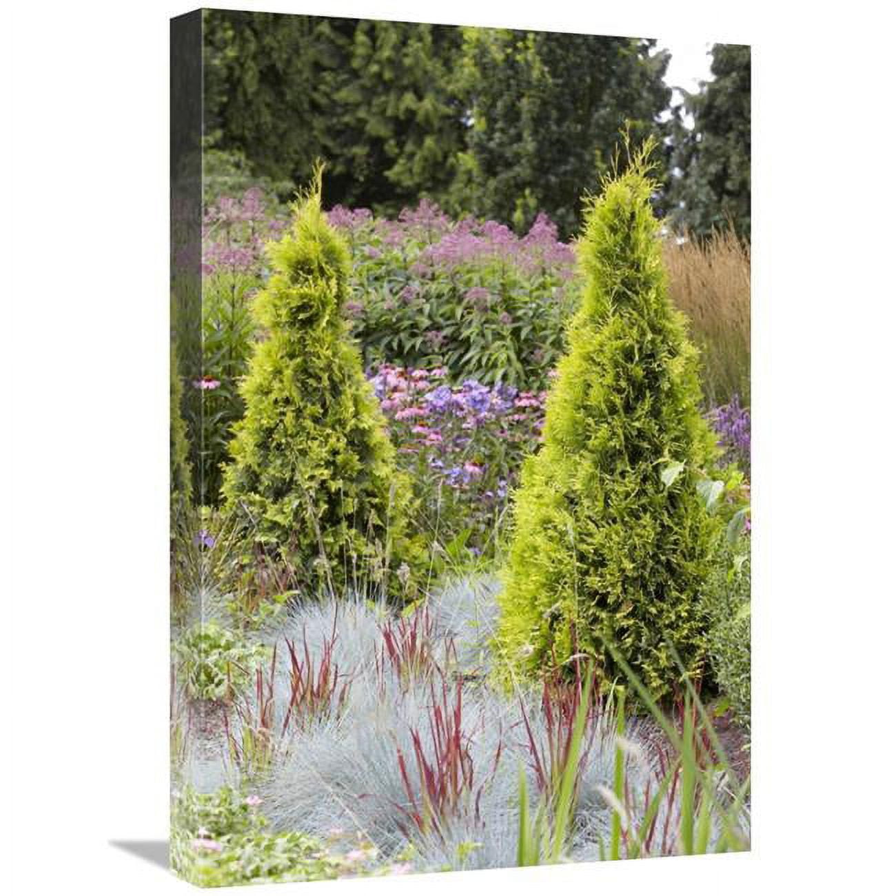 16 x 24 in. Northern White Cedar Art Print - Visionspictures - Walmart.com