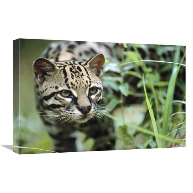 16 x 24 in. Ocelot Portrait, Belize, Central America Art Print - Tim ...
