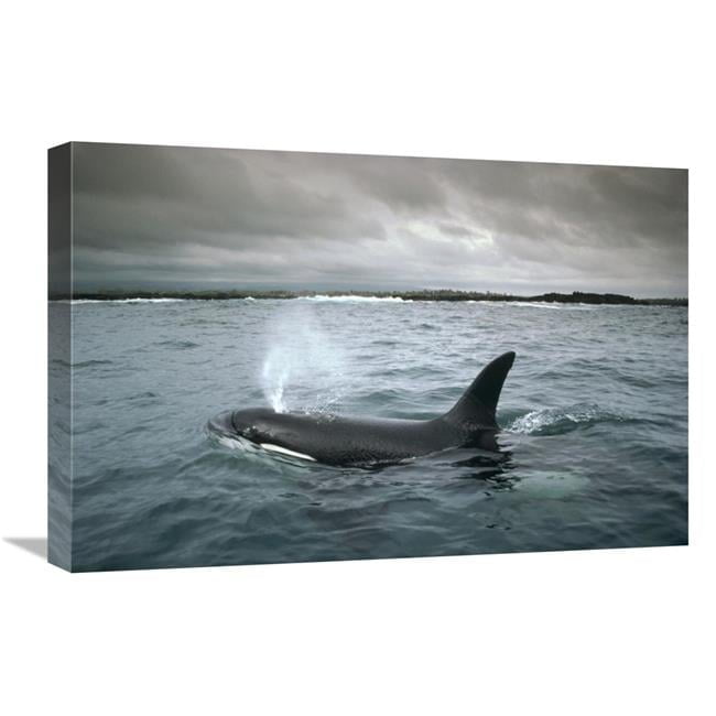 16 x 24 in. Orca, Santa Cruz Island, Galapagos Islands, Ecuador Art Print - Tui De Roy - Walmart.com