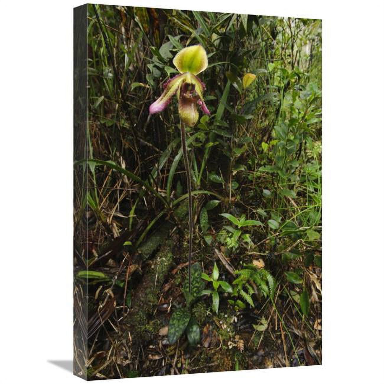 16 x 24 in. Orchid Flower in Rainforest, Sabah, Borneo, Malaysia Art ...