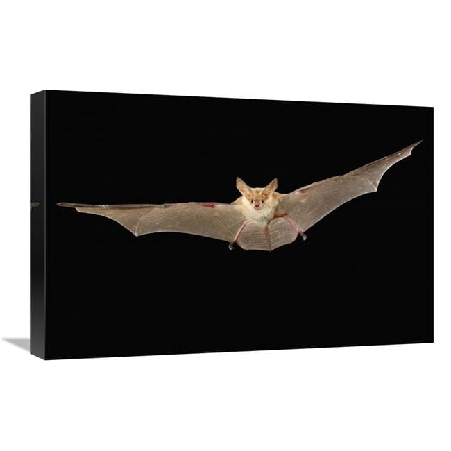 16 x 24 in. Pallid Bat Flying at Night, Washington Art Print - Michael ...
