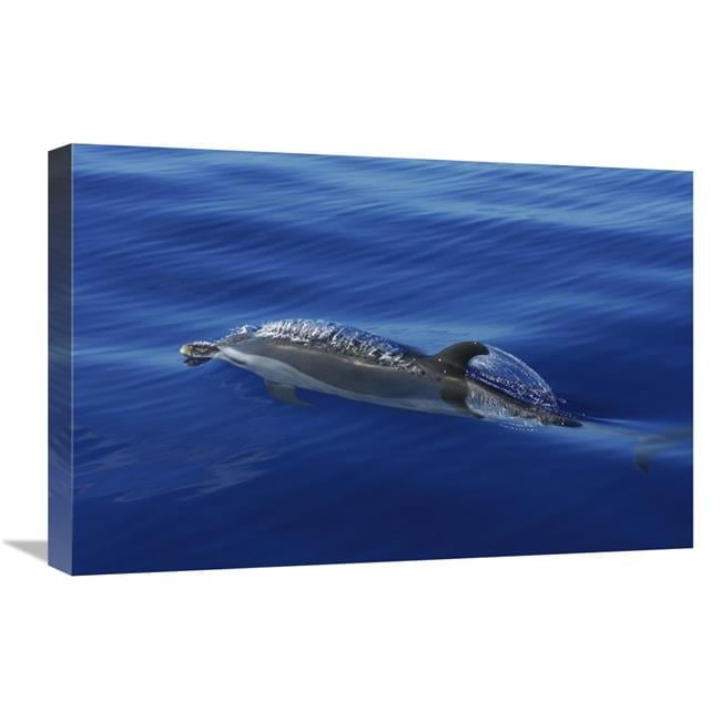 16 x 24 in. Pantropical Spotted Dolphin Surfacing, Ogasawara Island ...