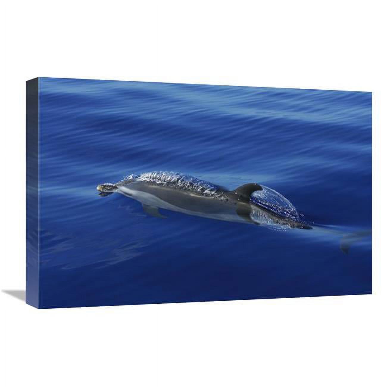 16 x 24 in. Pantropical Spotted Dolphin Surfacing, Ogasawara Island ...