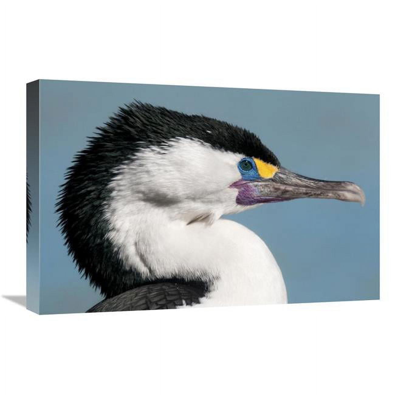 16 x 24 in. Pied Cormorant in Breeding Plumage, Christchurch, New ...