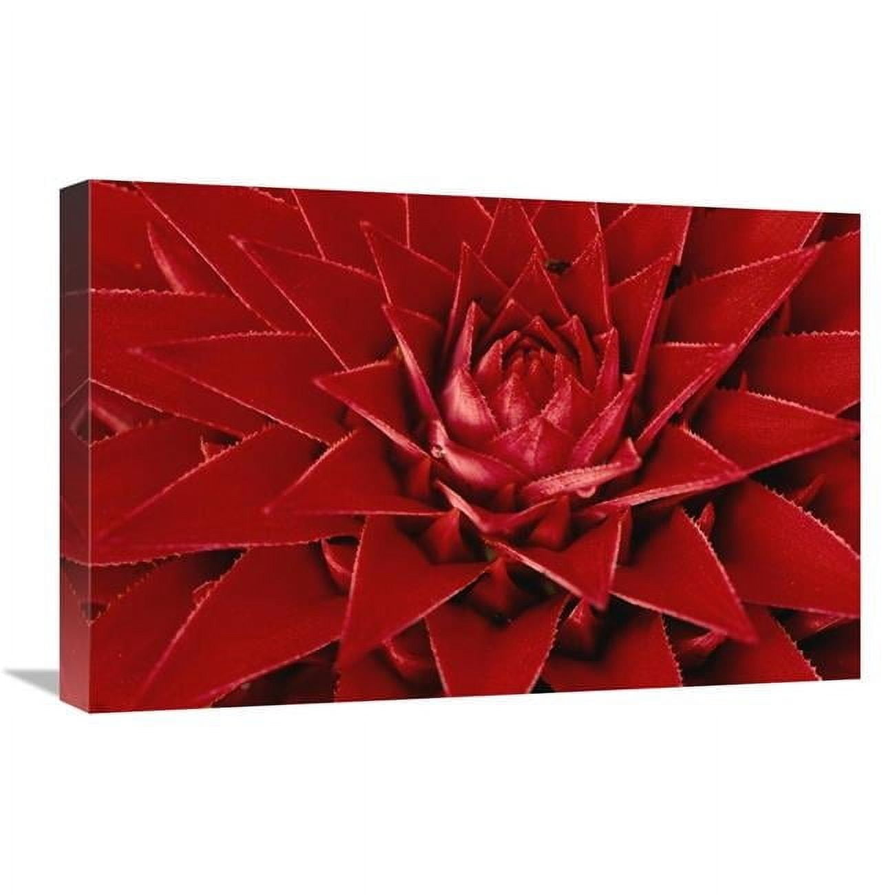 16 x 24 in. Pingwing Bromeliad Enormous Flower Belonging to the ...