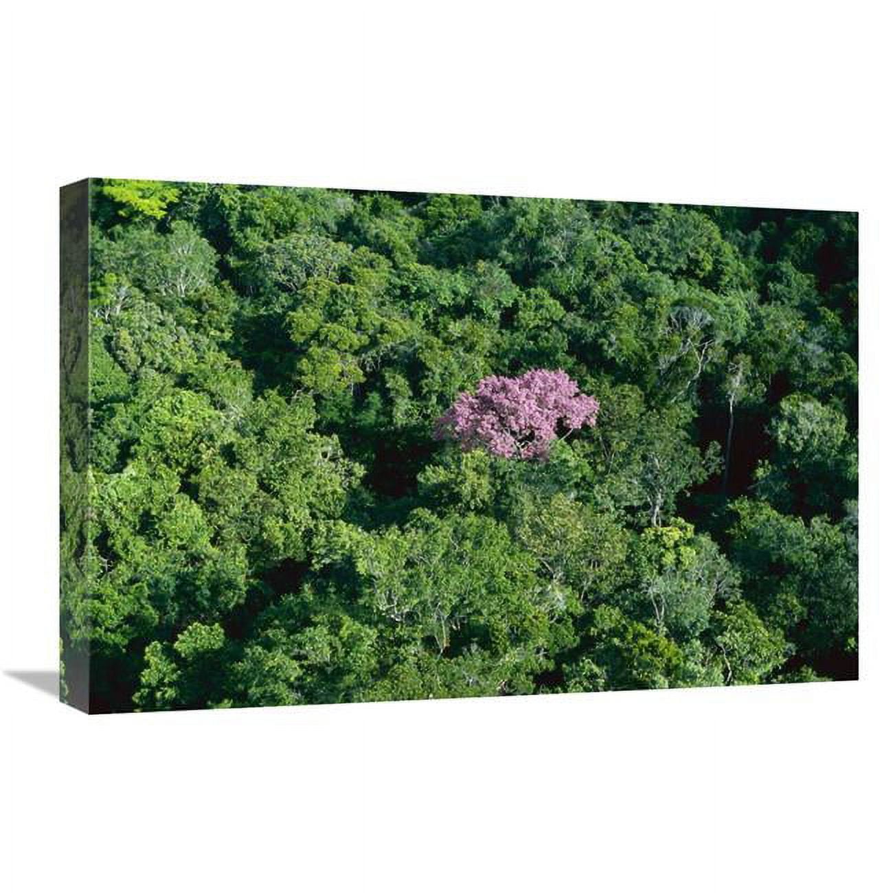 16 x 24 in. Pink Flowering Tree in Rainforest Canopy, Canaima National ...