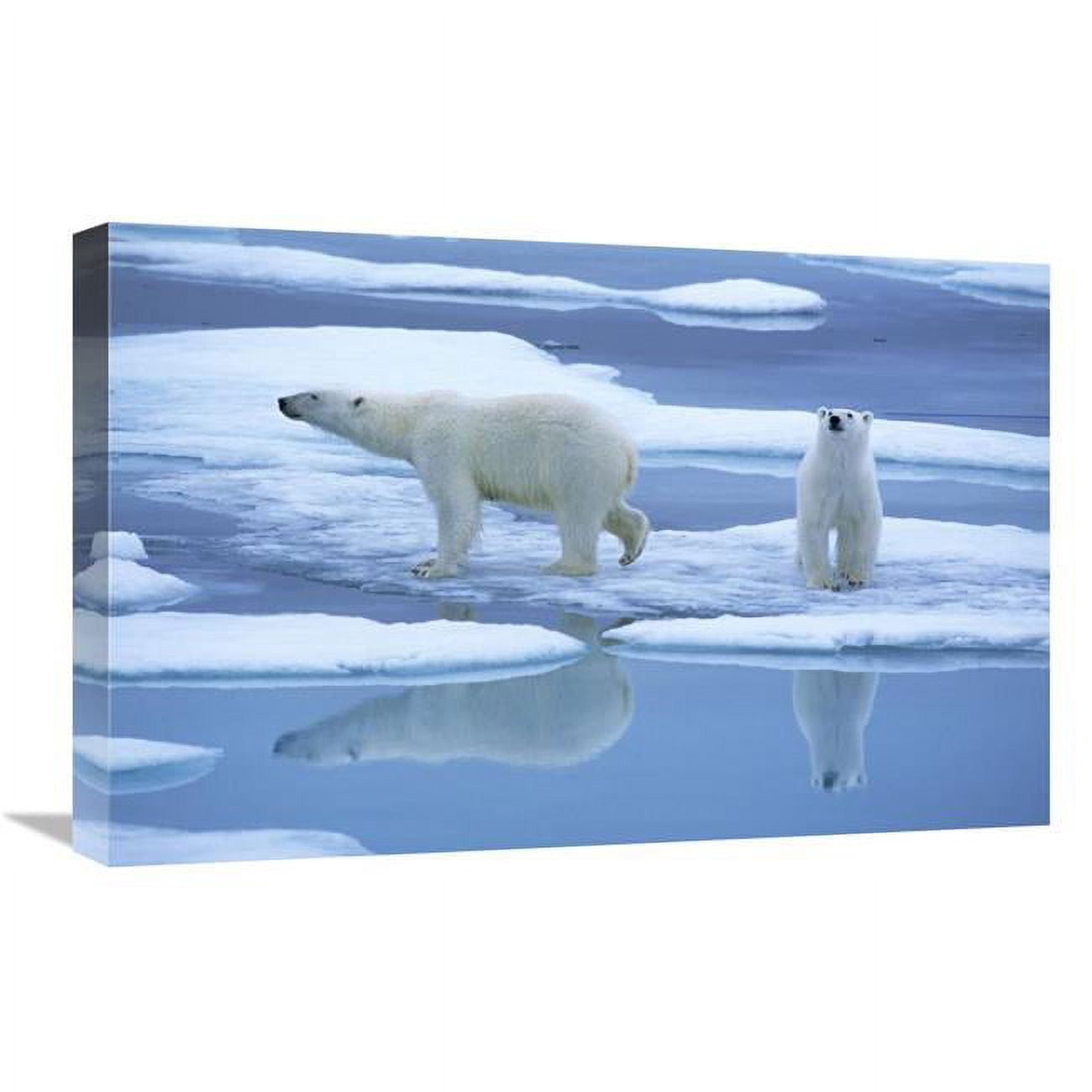 16 x 24 in. Polar Bear Pair on Ice with Reflection, Spitsbergen Art Print - Rinie Van Meurs ...