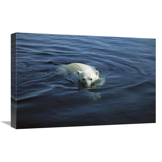16 x 24 in. Polar Bear Swimming, Wager Bay, Canada Art Print - Flip ...