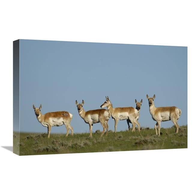 16 x 24 in. Pronghorn Antelope Herd, Wyoming Art Print - Pete Oxford ...