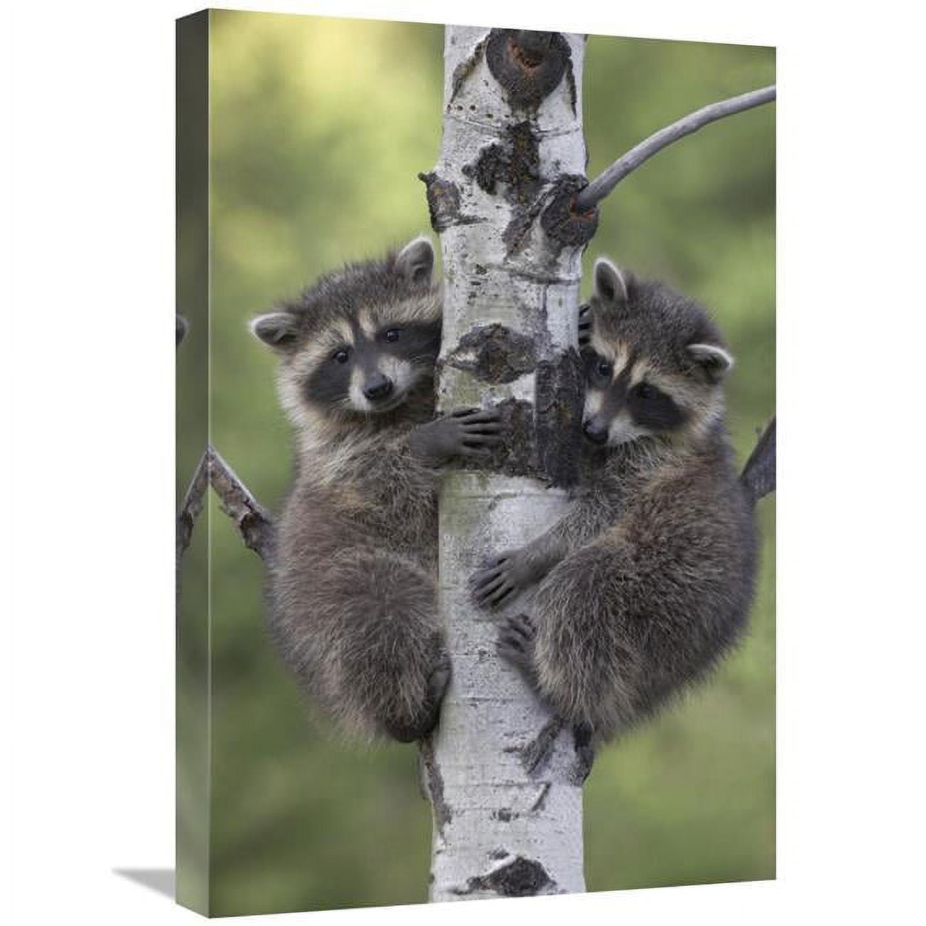16 x 24 in. Raccoon Two Babies Climbing Tree, North America Art Print ...