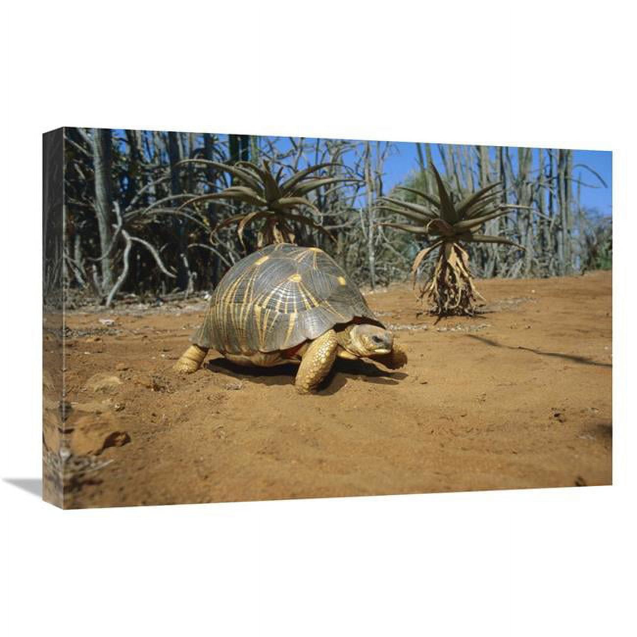 16 x 24 in. Radiated Tortois in the Spiny Desert, Madagascar Art Print ...