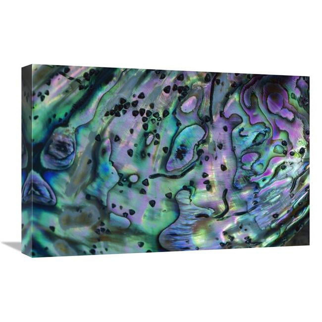 16 x 24 in. Rainbow Abalone, Inside Shell, New Zealand Art Print ...