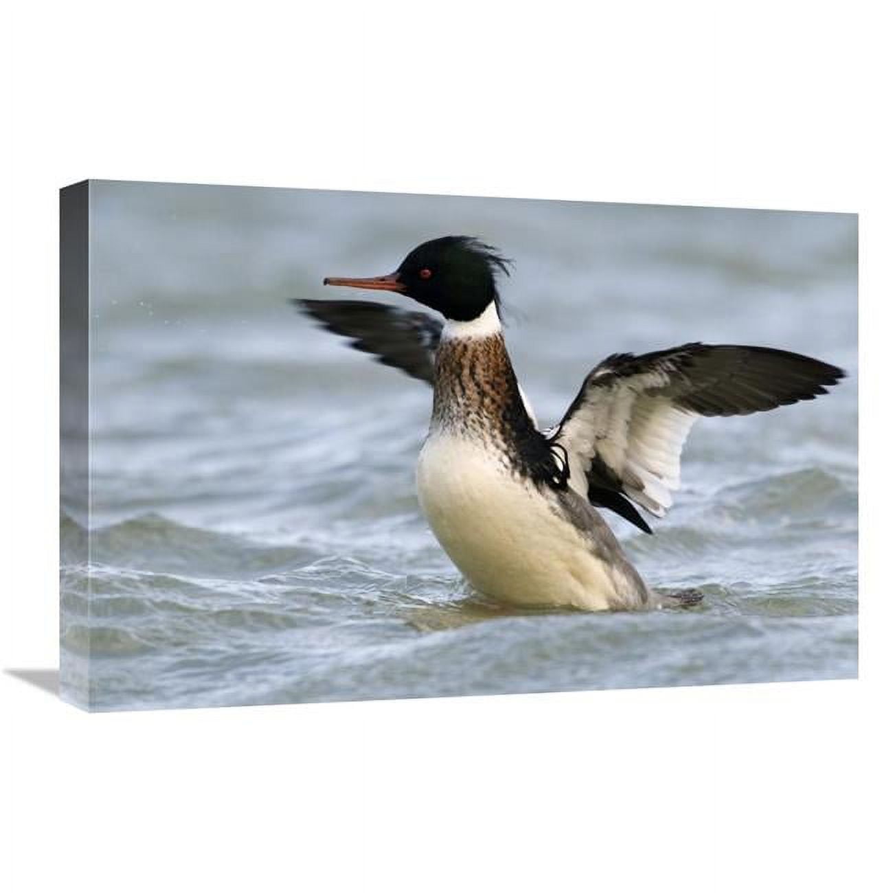 16 x 24 in. Red-Breasted Merganser Drake Stretching Wings, Den Oever ...