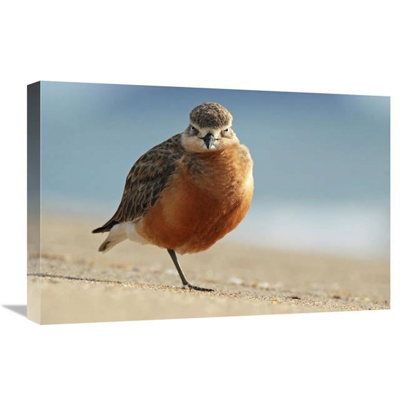 16 x 24 in. Red-Breasted Plover, Coromandel Peninsula, New Zealand Art ...