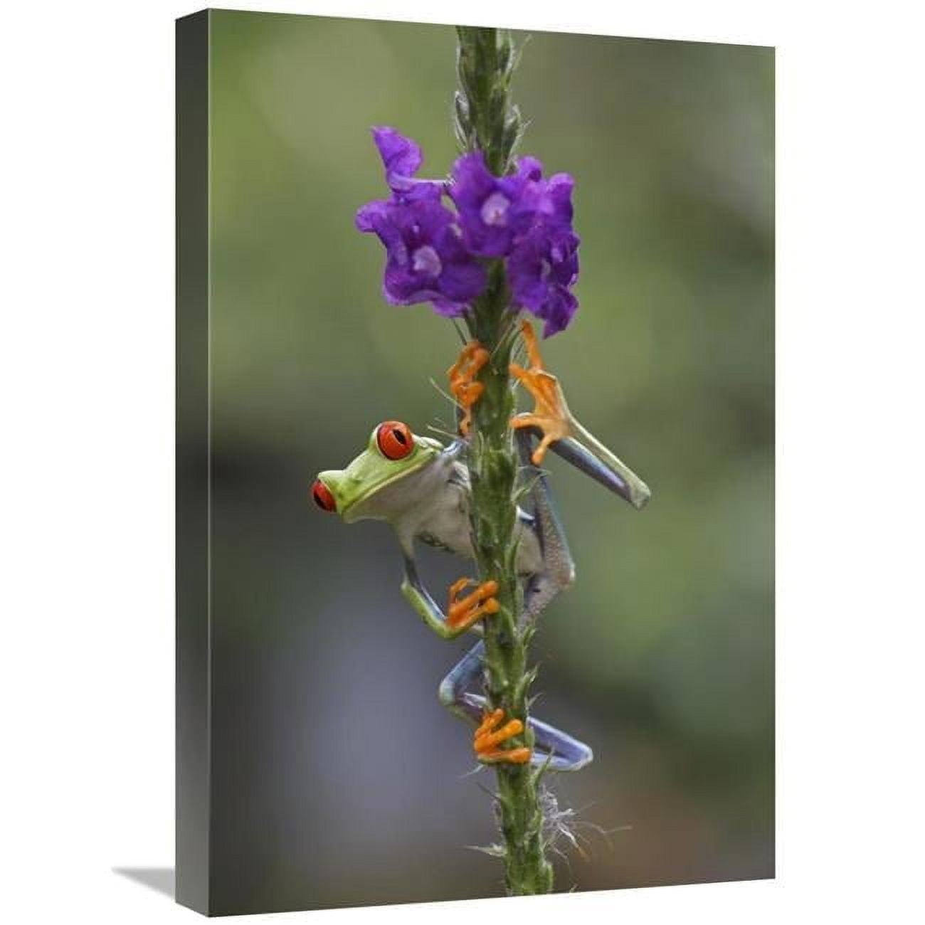 16 x 24 in. Red-Eyed Tree Frog Climbing on Flower, Costa Rica Art Print ...