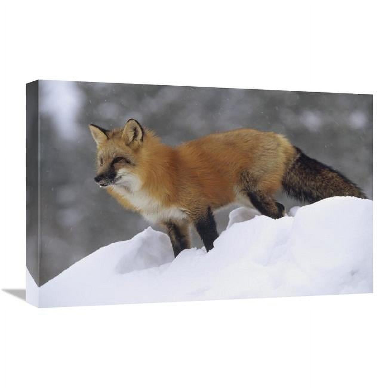 16 x 24 in. Red Fox Standing At the Top of A Snow Bank, Montana Art ...