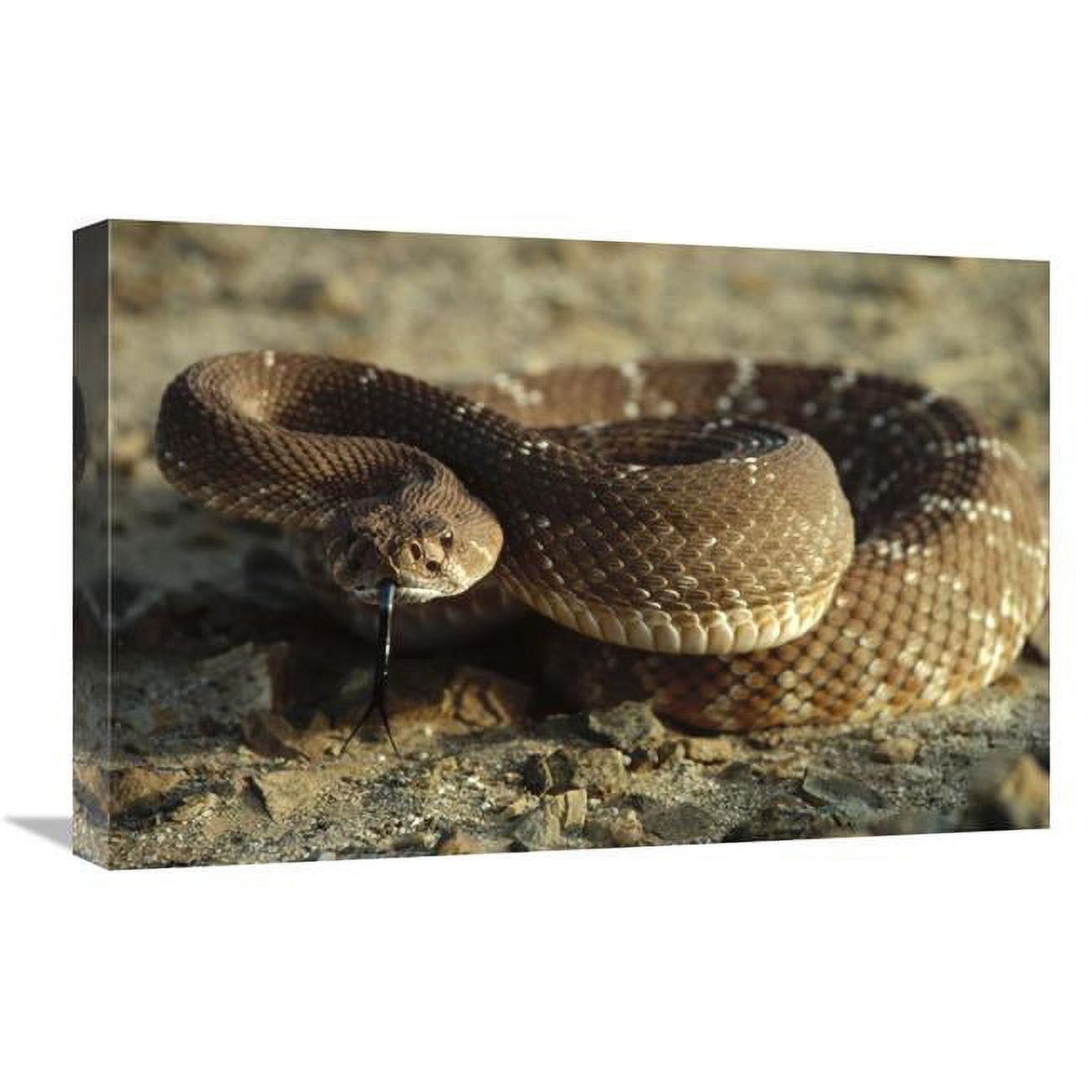 16 x 24 in. Red Rattlesnake, Baja California, Mexico Art Print - Larry ...