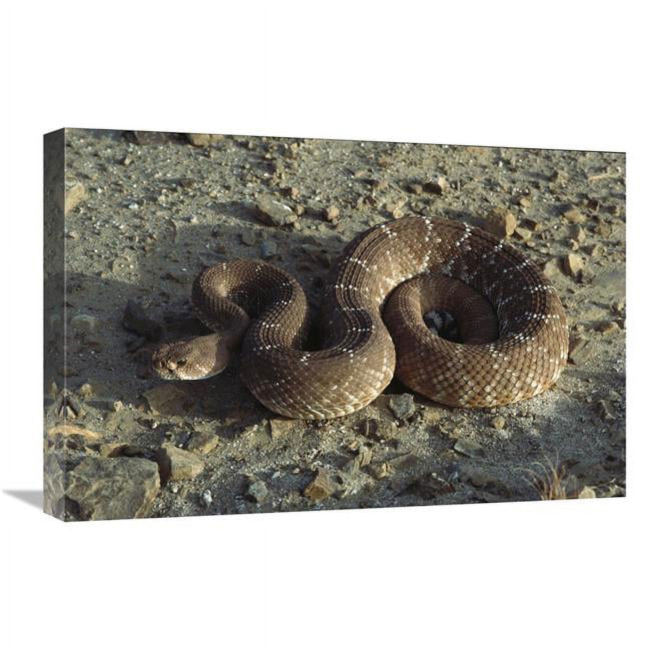 16 x 24 in. Red Rattlesnake, Baja California, Mexico Art Print - Larry ...