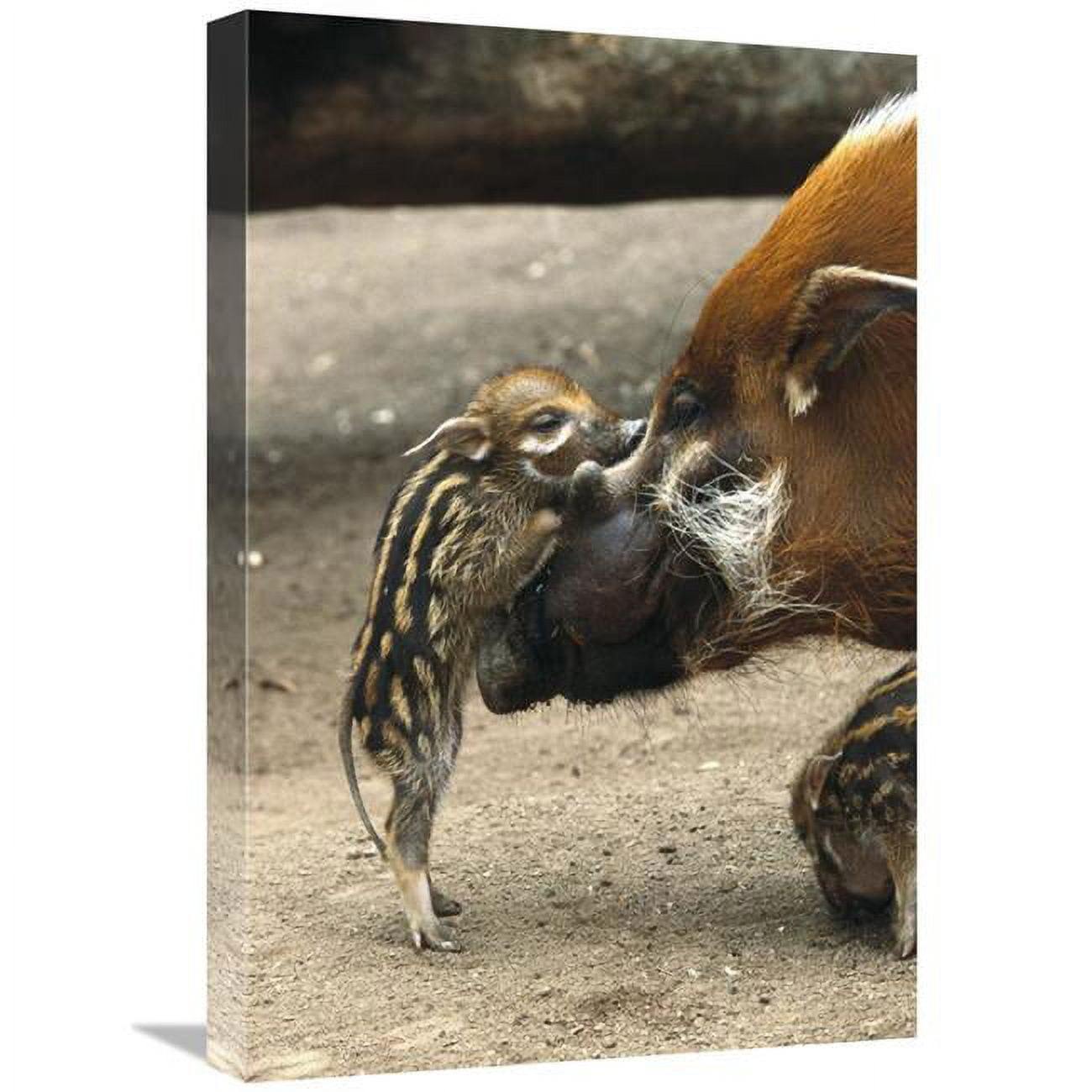 16 x 24 in. Red River Hog Baby & Mother Interacting, Native to West ...