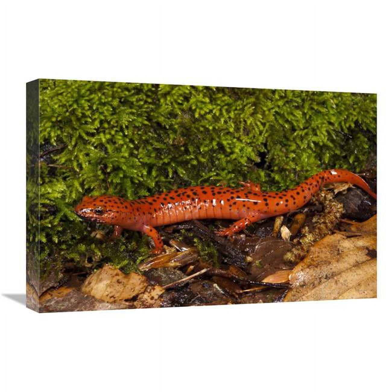 16 x 24 in. Red Salamander, Native to the Southeastern United States ...