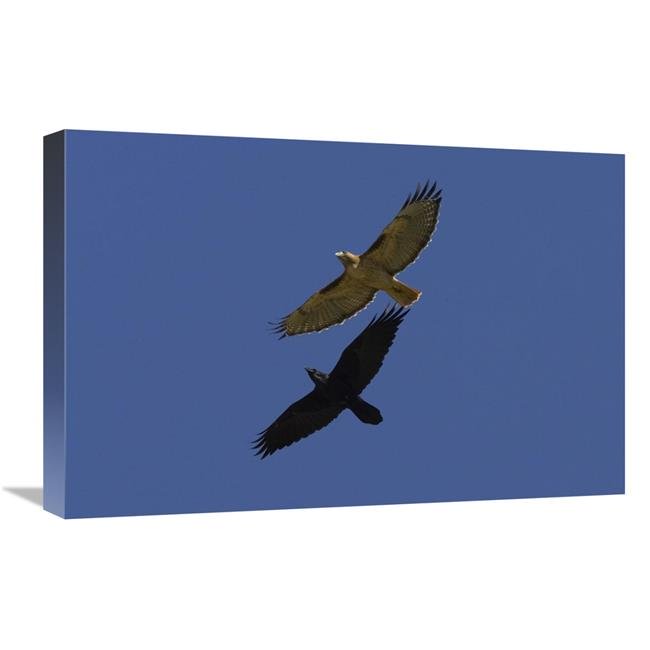 16 x 24 in. Red-Tailed Hawk & Common Raven Flying, North America Art ...