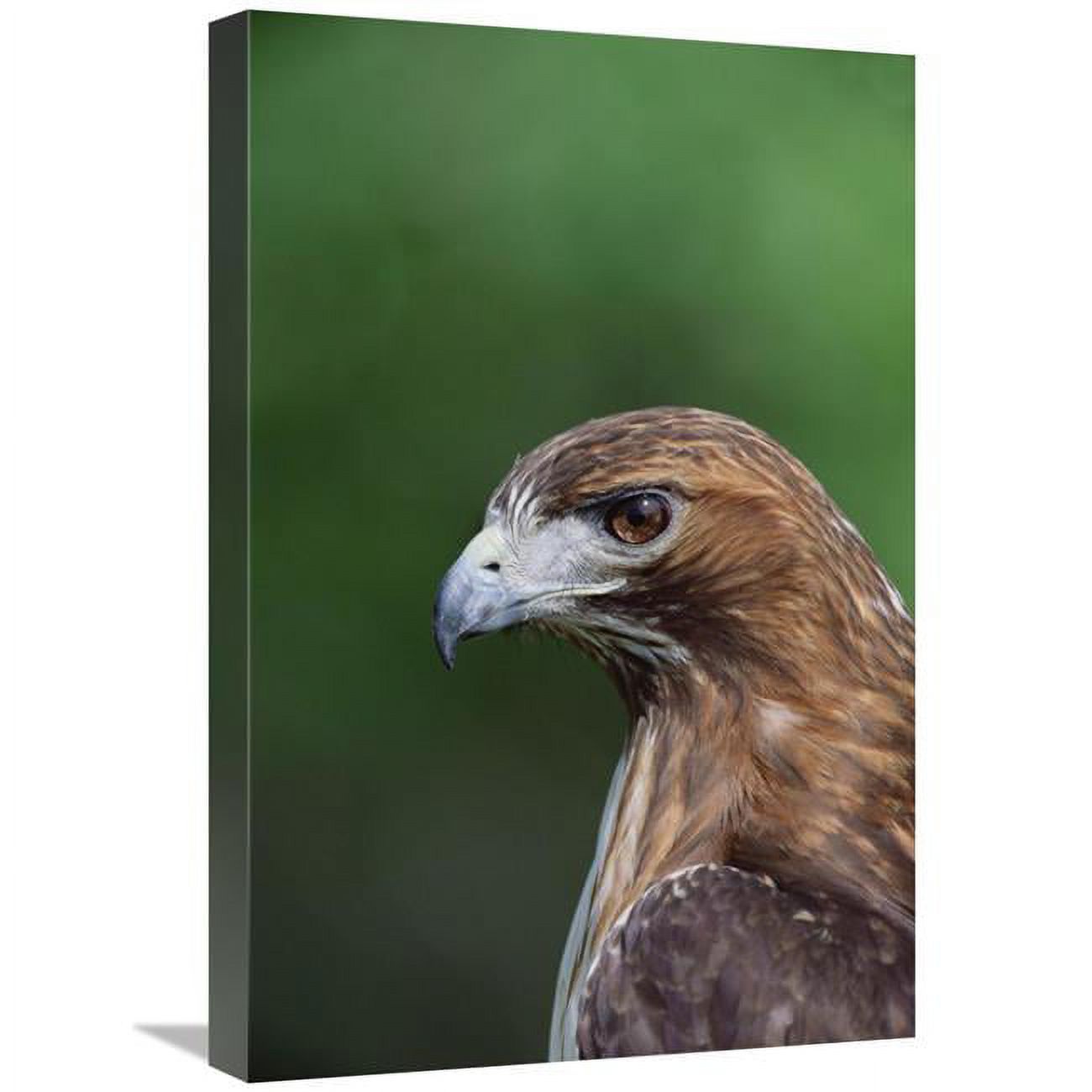 16 x 24 in. Red-Tailed Hawk Portrait, North America Art Print - Konrad ...