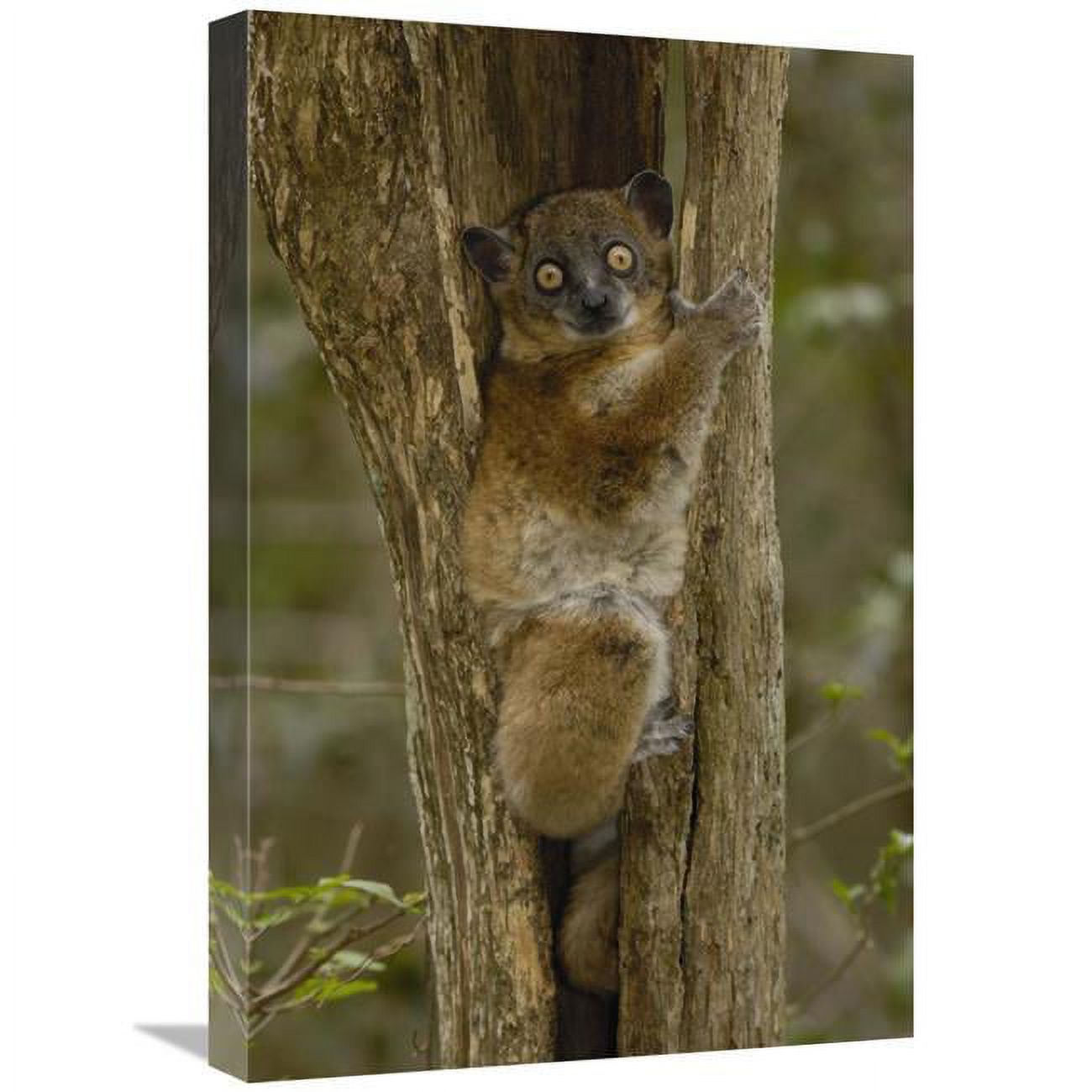 16 x 24 in. Red-Tailed Sportive Lemur in Tree Trunk, Zombitse Reserve ...