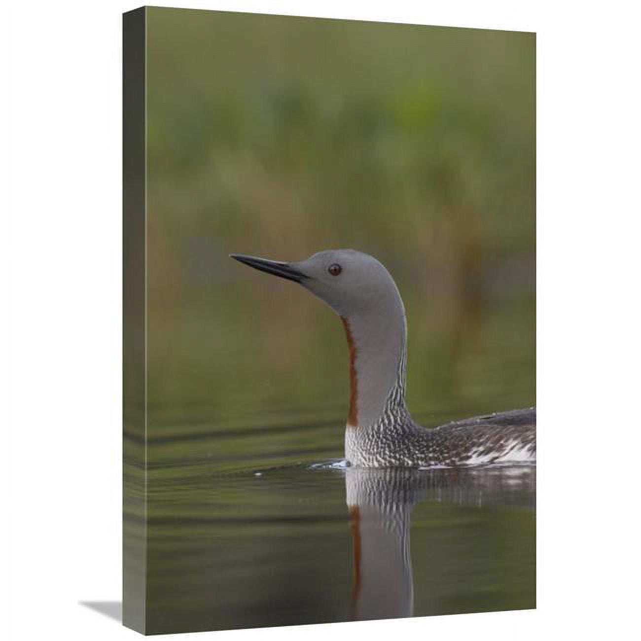 16 x 24 in. Red-Throated Loon in Breeding Plumage, Alaska Art Print ...
