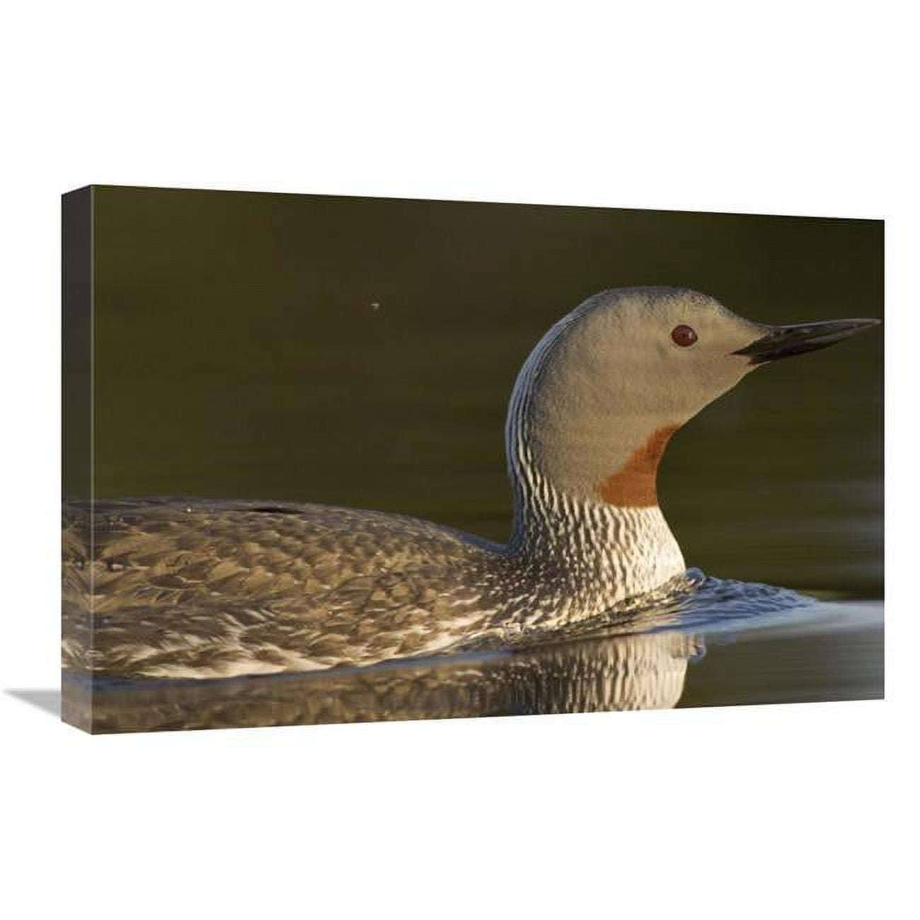16 x 24 in. Red-Throated Loon in Water, Alaska Art Print - Michael ...