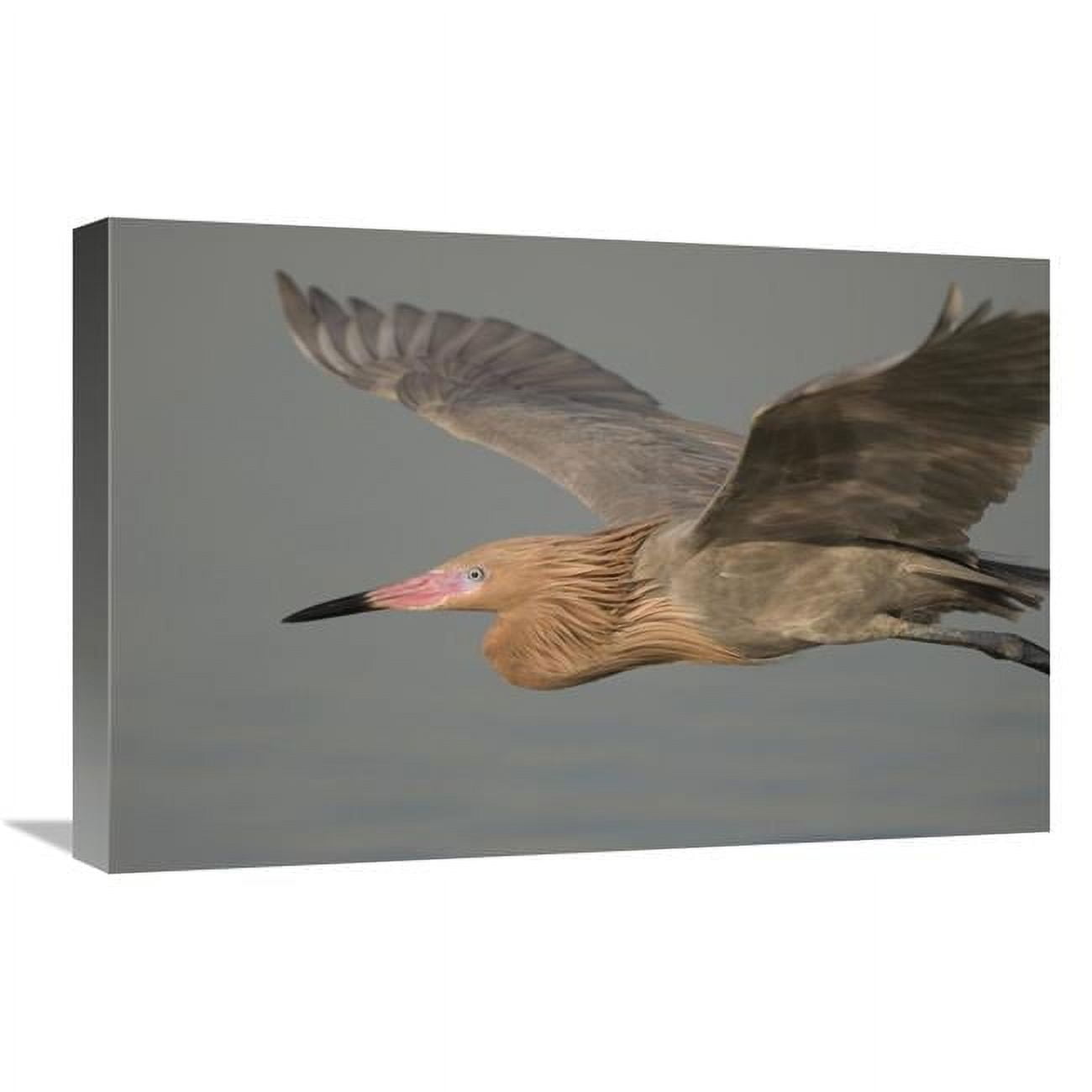 16 x 24 in. Reddish Egret Flying, Fort Desoto Park, Florida Art Print ...