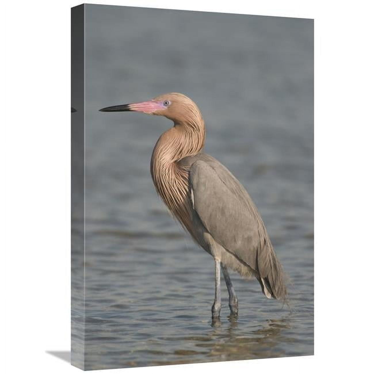 16 x 24 in. Reddish Egret, Fort Desoto Park, Florida Art Print - Steve ...