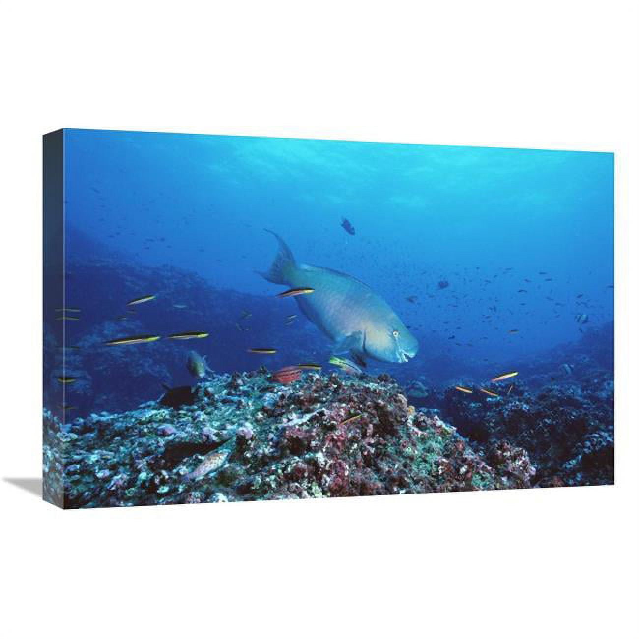 16 x 24 in. Redlip Parrotfish & Coral, Roca Redonda, Galapagos Islands ...