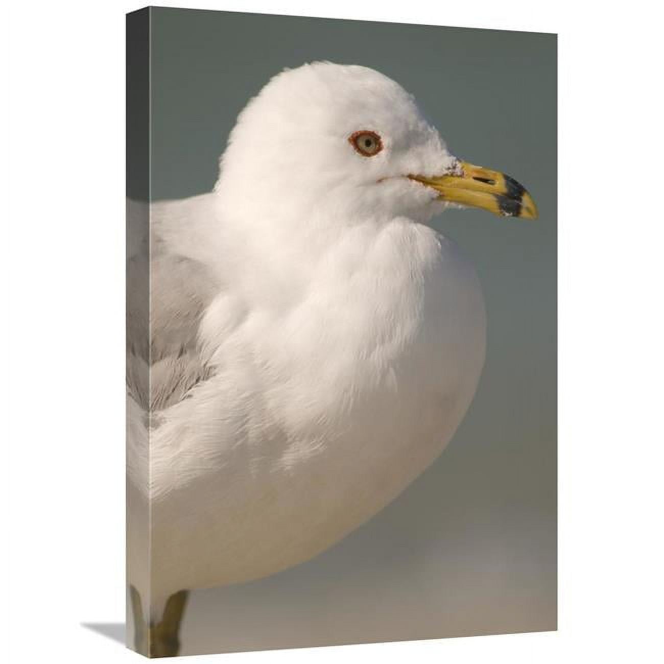 16 x 24 in. Ring-Billed Gull, Fort Desoto Park, Florida Art Print ...