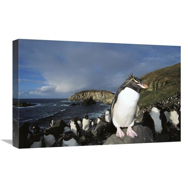 16 x 24 in. Rockhopper Penguin Nesting Colony, Penguin Bay, Campbell ...