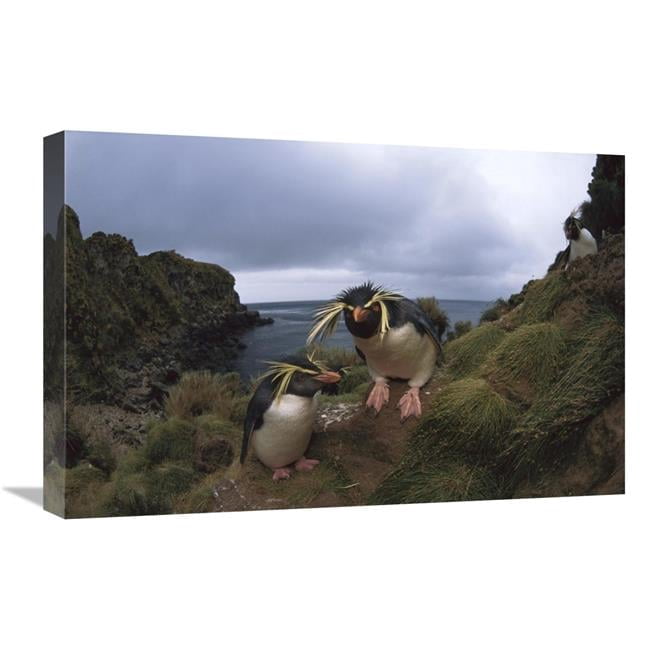 16 x 24 in. Rockhopper Penguin Pair, Gough Island, South Atlantic Art ...