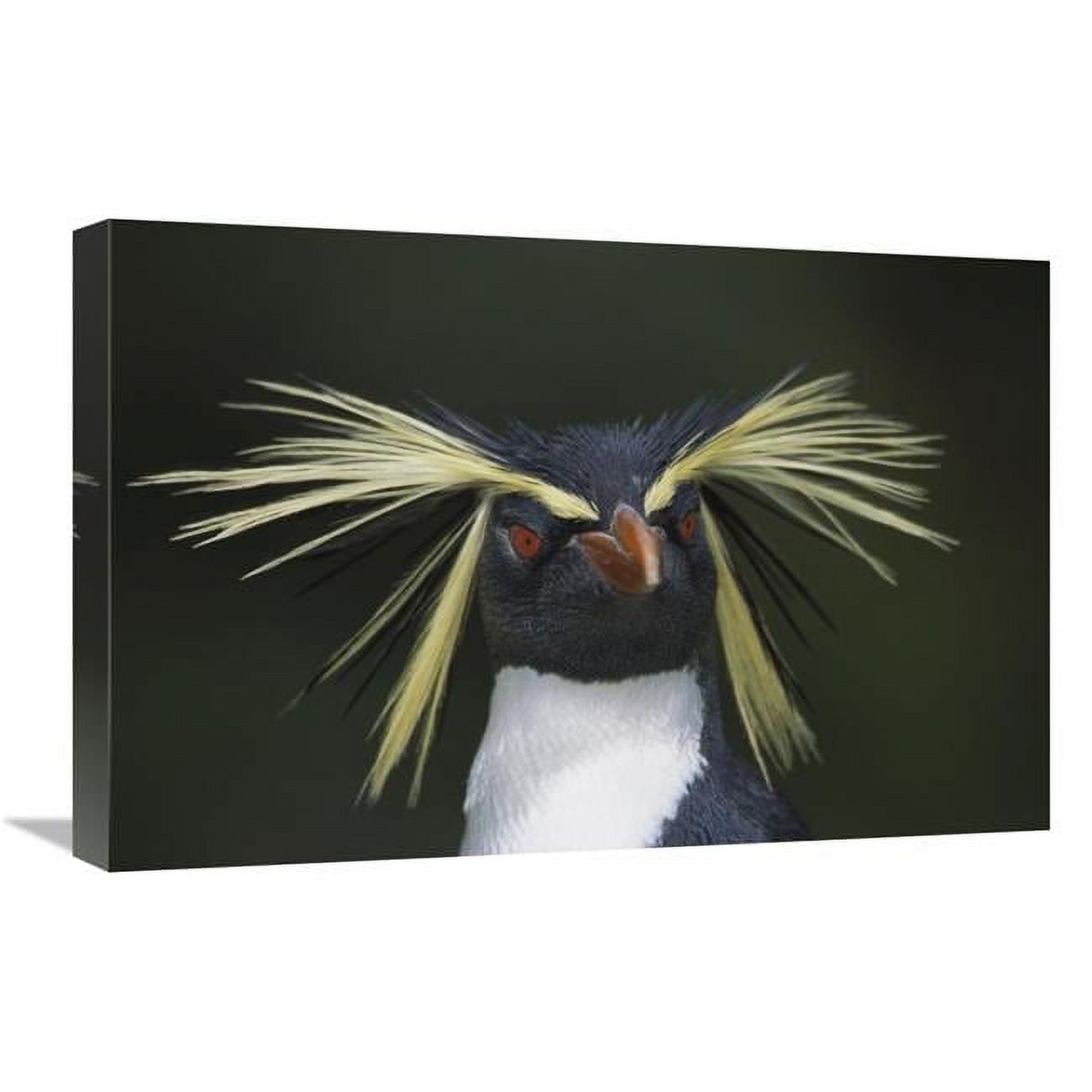 16 x 24 in. Rockhopper Penguin Portrait, Gough Island, South Atlantic ...