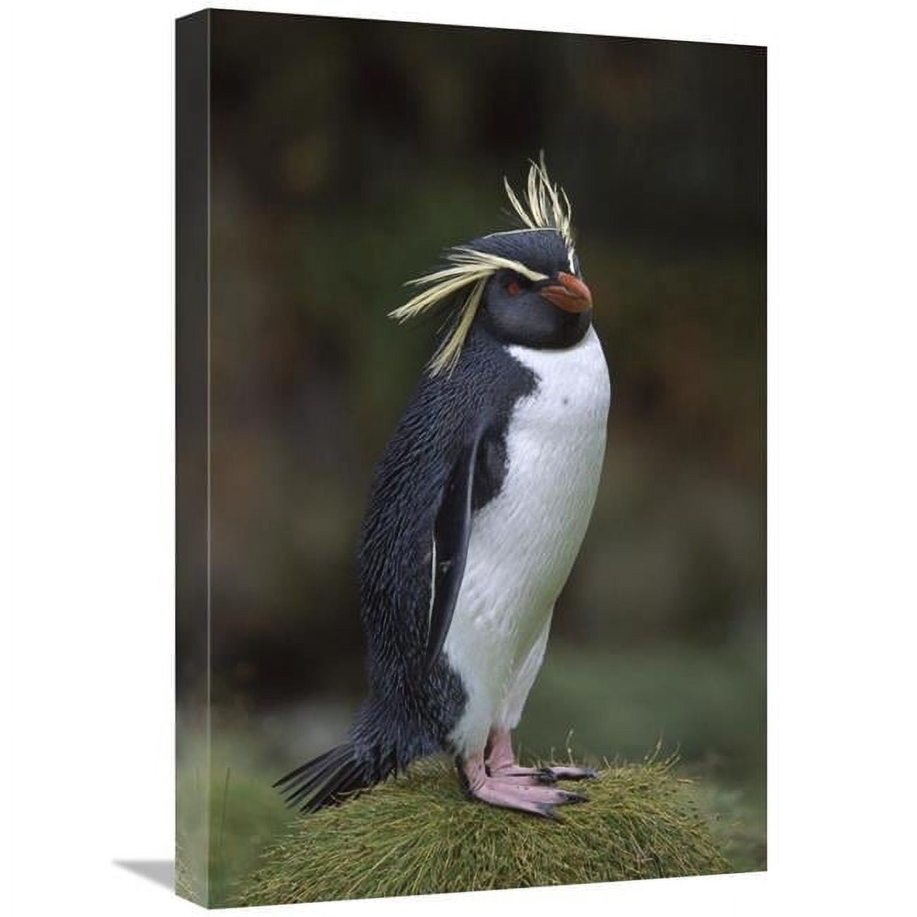 16 x 24 in. Rockhopper Penguin Portrait, Gough Island, South Atlantic ...
