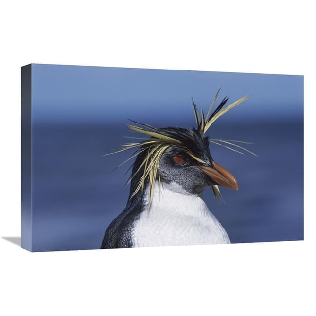 16 x 24 in. Rockhopper Penguin Portrait, Nightingale Island, South ...