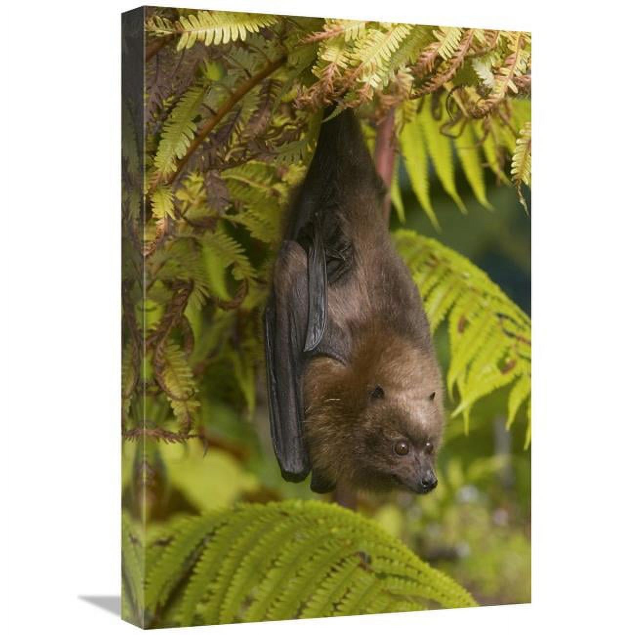 16 x 24 in. Rodrigues Flying Fox Roosting, Michigan Art Print - Steve ...