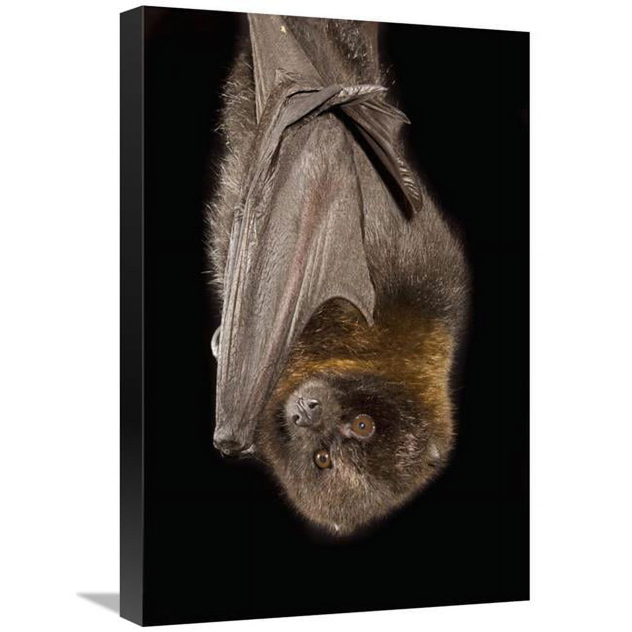 16 x 24 in. Rodrigues Flying Fox Roosting, Native to Rodrigues Island Art Print - Michael Durham ...