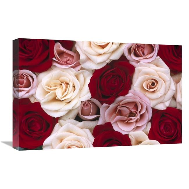 16 x 24 in. Rose Flowers, Close Up of Many Different Colored Roses ...