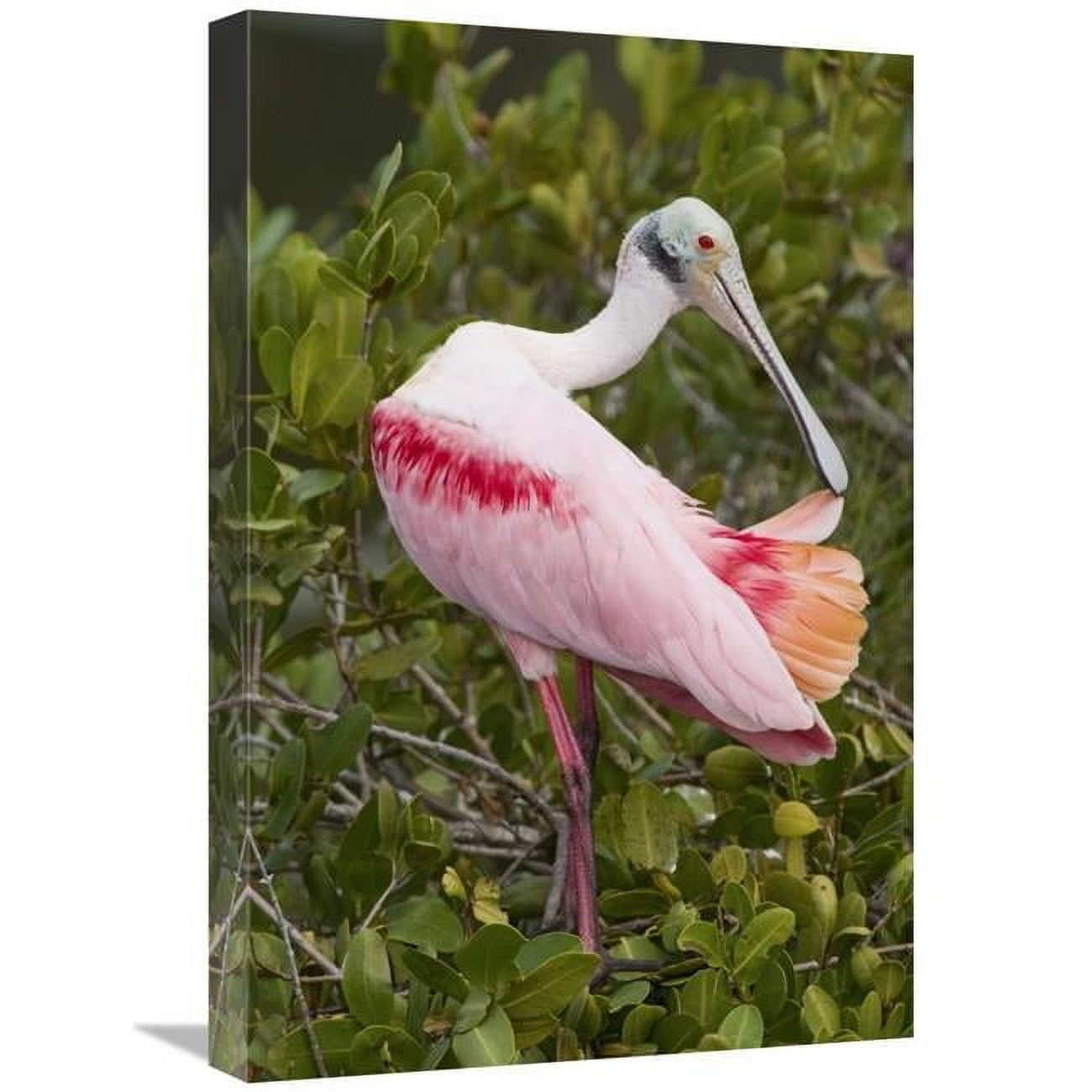 16 x 24 in. Roseate Spoonbill Preening, Merritt Island National ...
